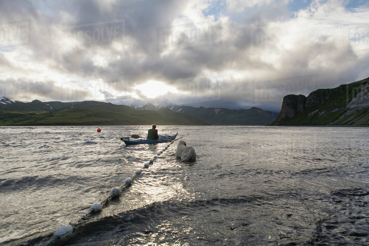 A Woman Tending Her Subsistence Salmon Net By Kayak At A Summer Fish ...