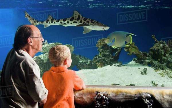 Grandfather And Grandson Watching Fish At Aquarium - Royalty-free Stock ...