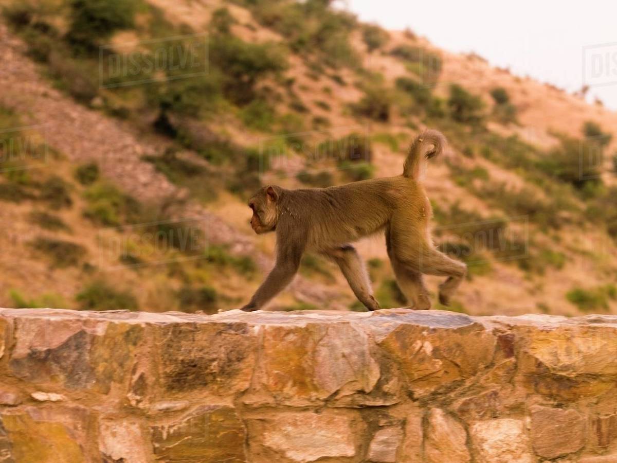 Monkey Walking Along The Top Of A Wall - Stock Photo - Dissolve