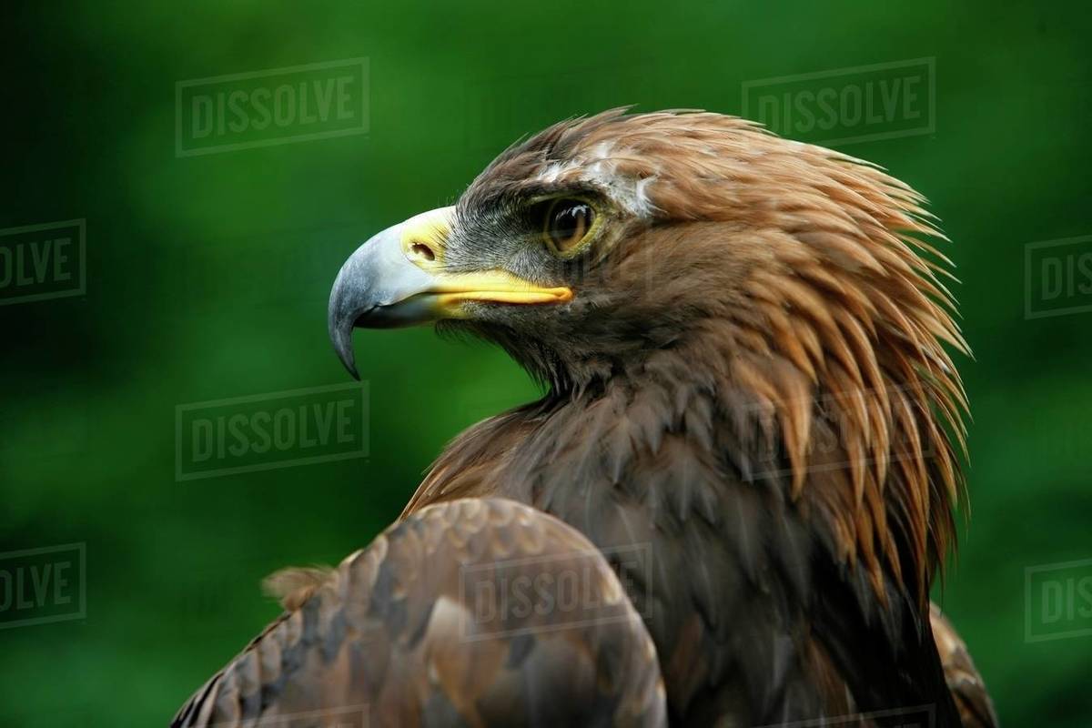 Golden Eagle's Face (Aquila Chrysaetos) - Stock Photo - Dissolve