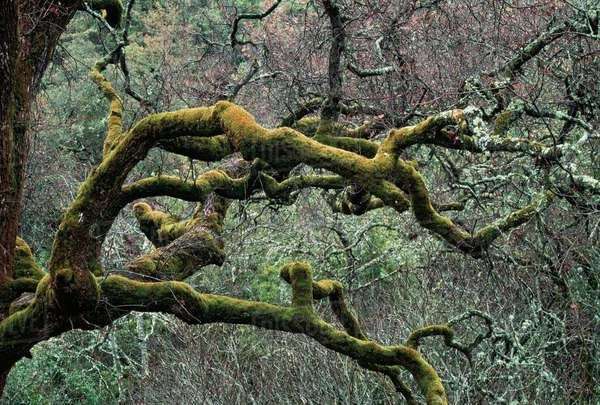 Moss Covered Limbs Of An Oak Tree In A Chaparral-Oak Woodland - Royalty ...