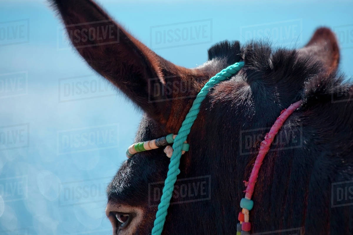 Colourful rope tied to a donkey;Manolas greece - Royalty-free Stock ...