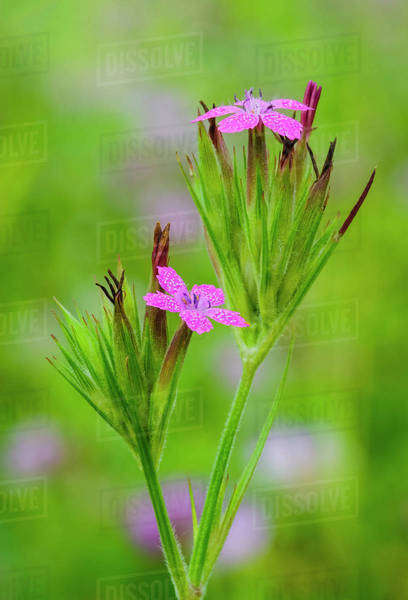Deptford pink wildflowers hocking hills state park;Ohio united states ...