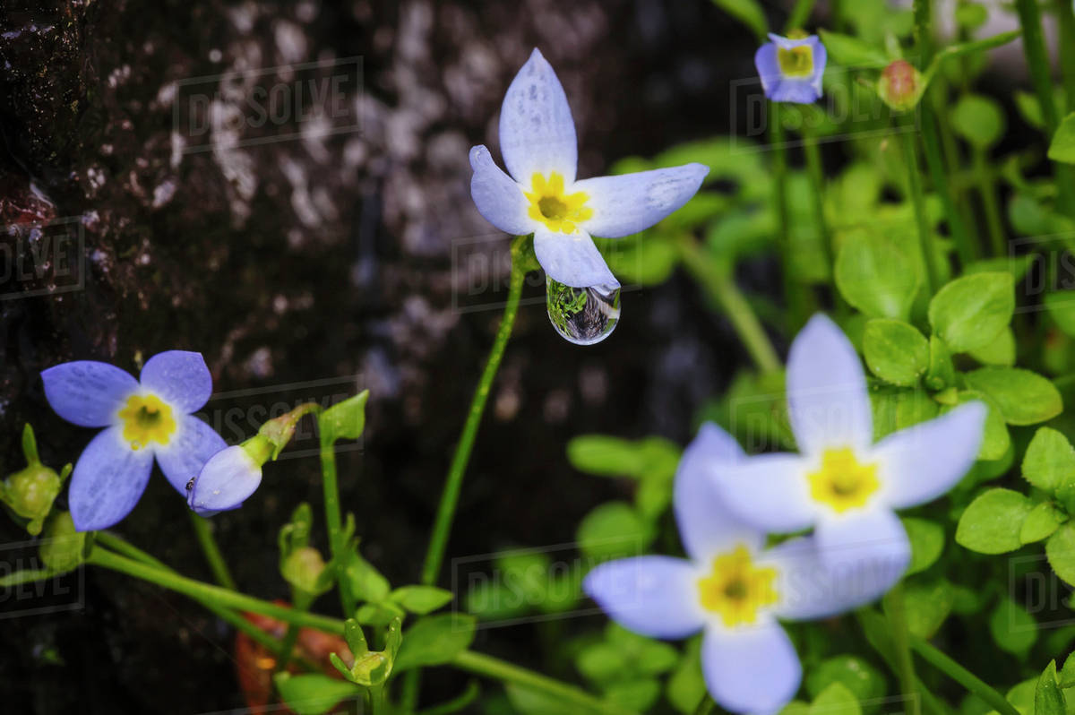 Tennessee Flowers Pictures | Best Flower Site