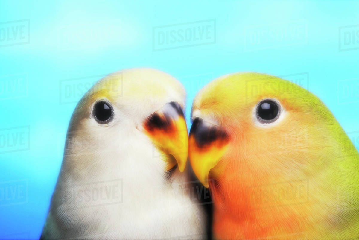 Two lovebirds snuggling - Royalty-free Stock Photo | Dissolve