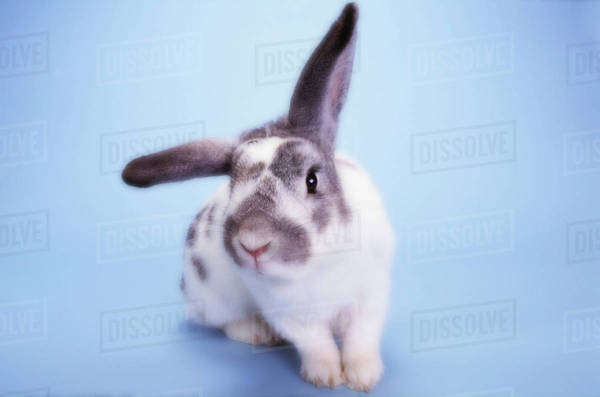 Grey and white rabbit with one ear up and one ear down;British columbia ...