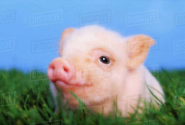 Baby pig lying on grass;British columbia canada - Royalty-free Stock ...