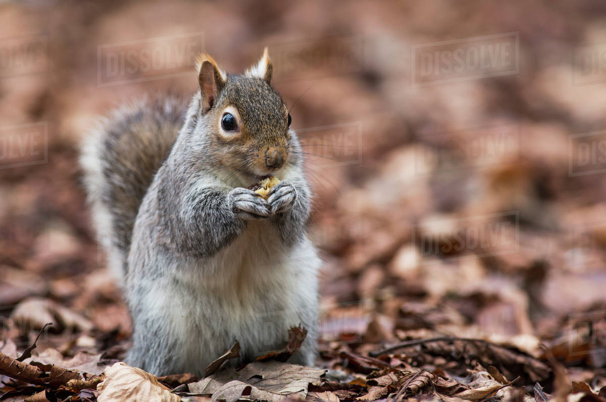 A squirrel on the ground holding something in it's paws;Middlesborough ...