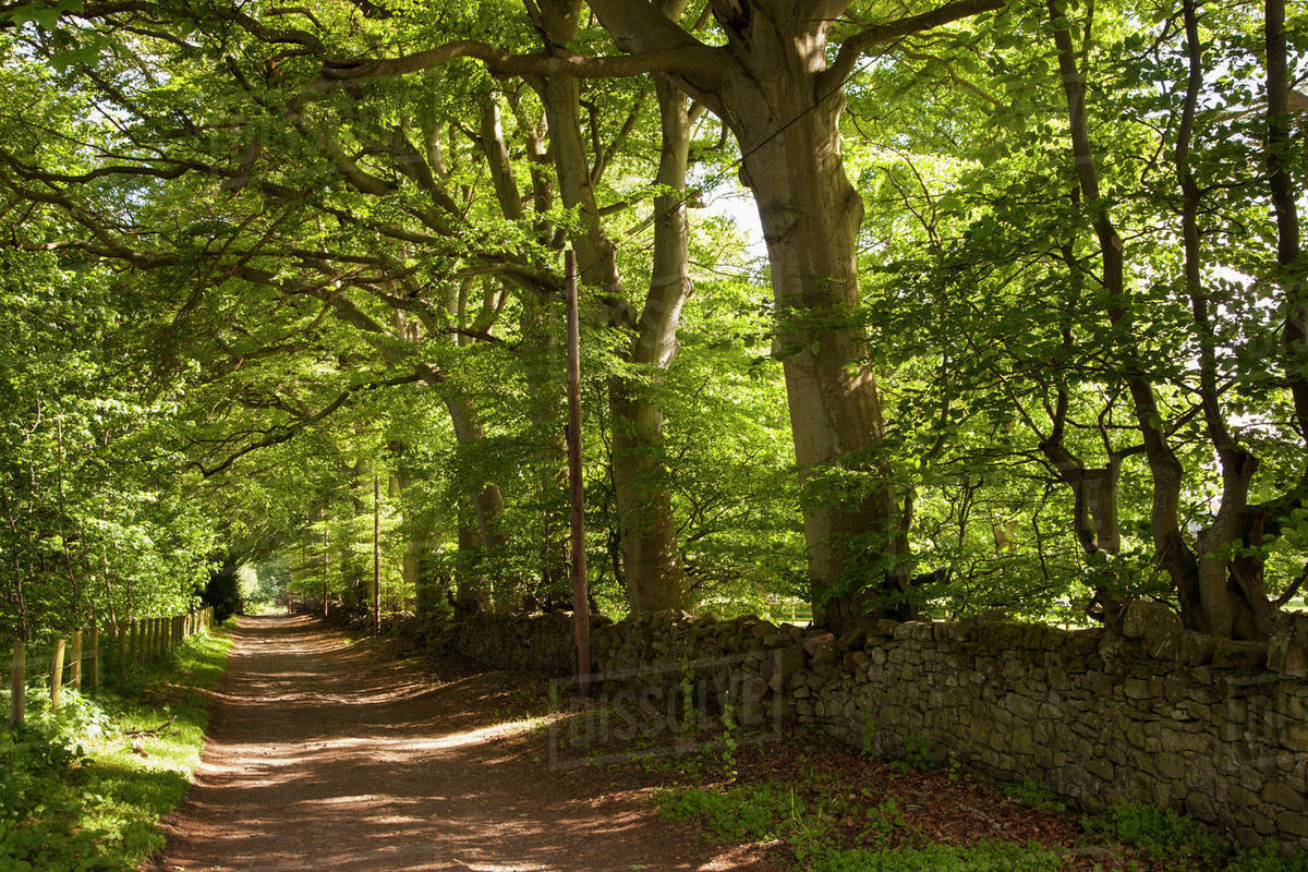 A path through a lush forest with a stone wall and wooden posts with ...