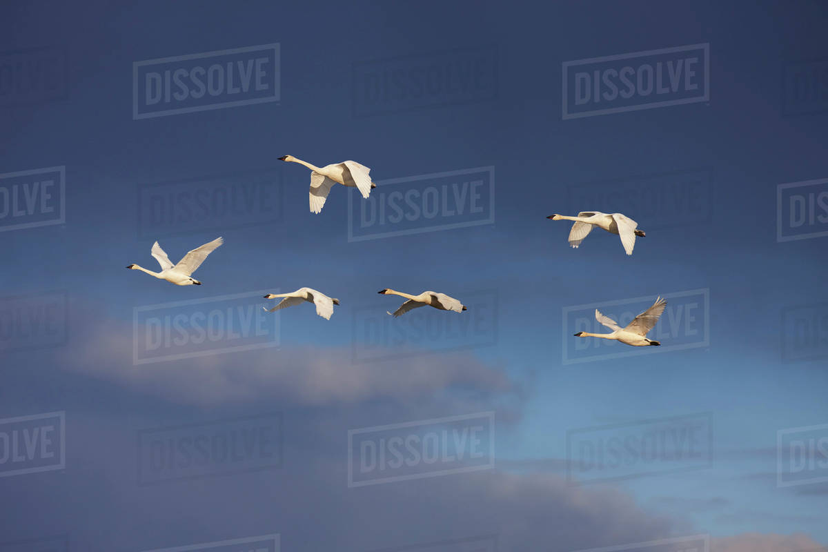 Composite. Trumpeter swans gain altitude as they make their way towards ...