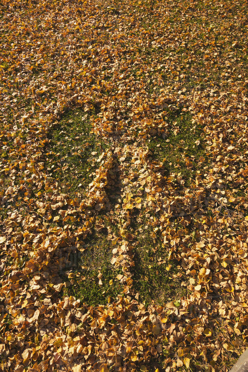Leaf Angel Imprint In Fallen Fall Leaves, Russian Jack Park, Anchorage ...