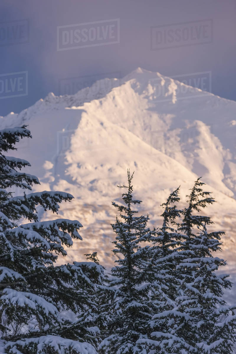 Mountain Hemlock Trees Are Silhouetted Against The Setting Sun Shining ...