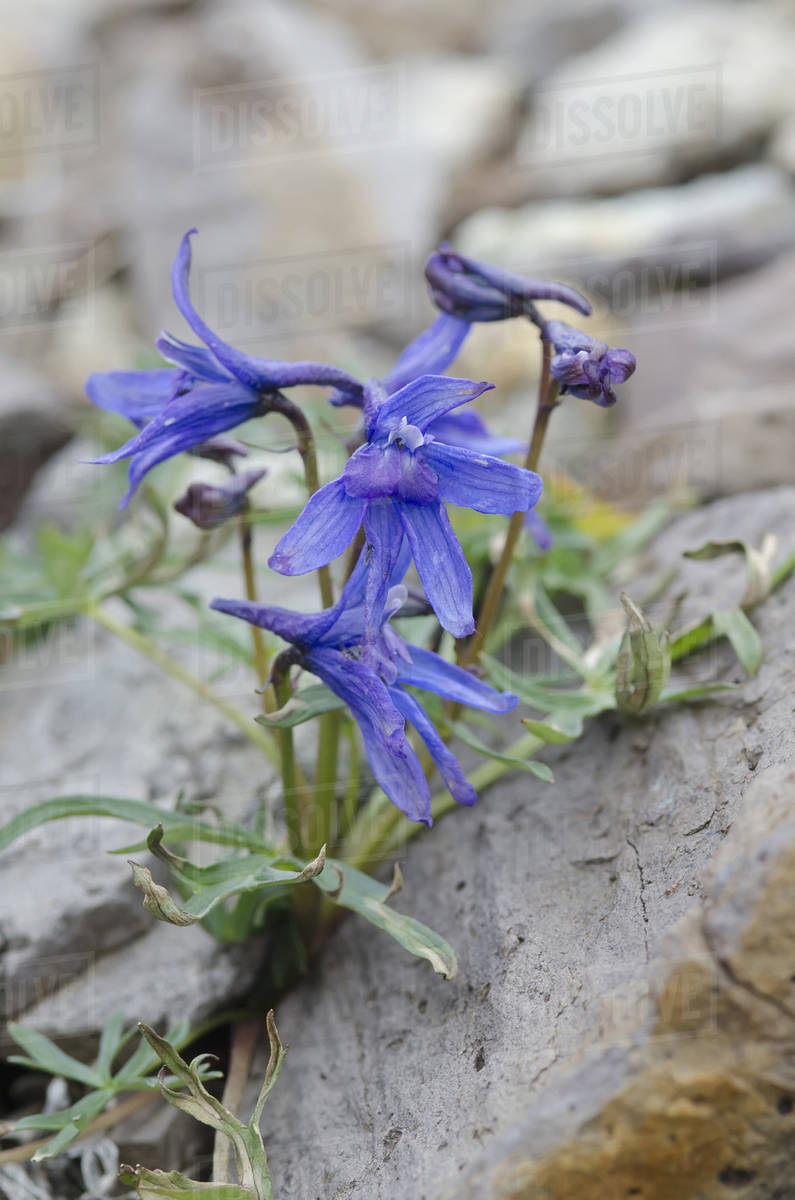 Dwarf Larkspur(Delphinium Brachycentrum) Flowers On Rocky Slope Of ...