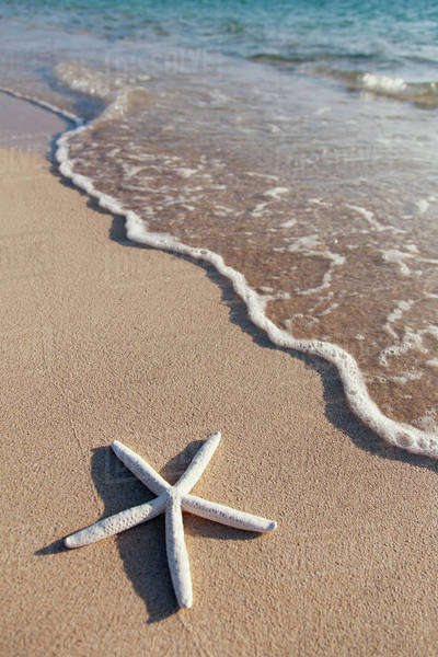 Starfish on the beach with wave washing ashore;Honolulu oahu hawaii ...