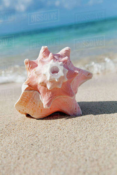 A large conch shell on the beach;Honolulu oahu hawaii united states of ...