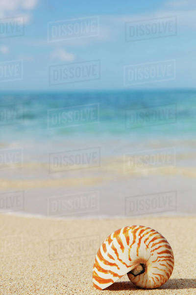 Chambered nautilus shell on the beach;Honolulu oahu hawaii united ...