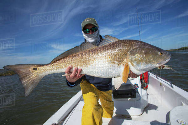 Man holding a redfish (sciaenops ocellatus);Venice louisiana united ...