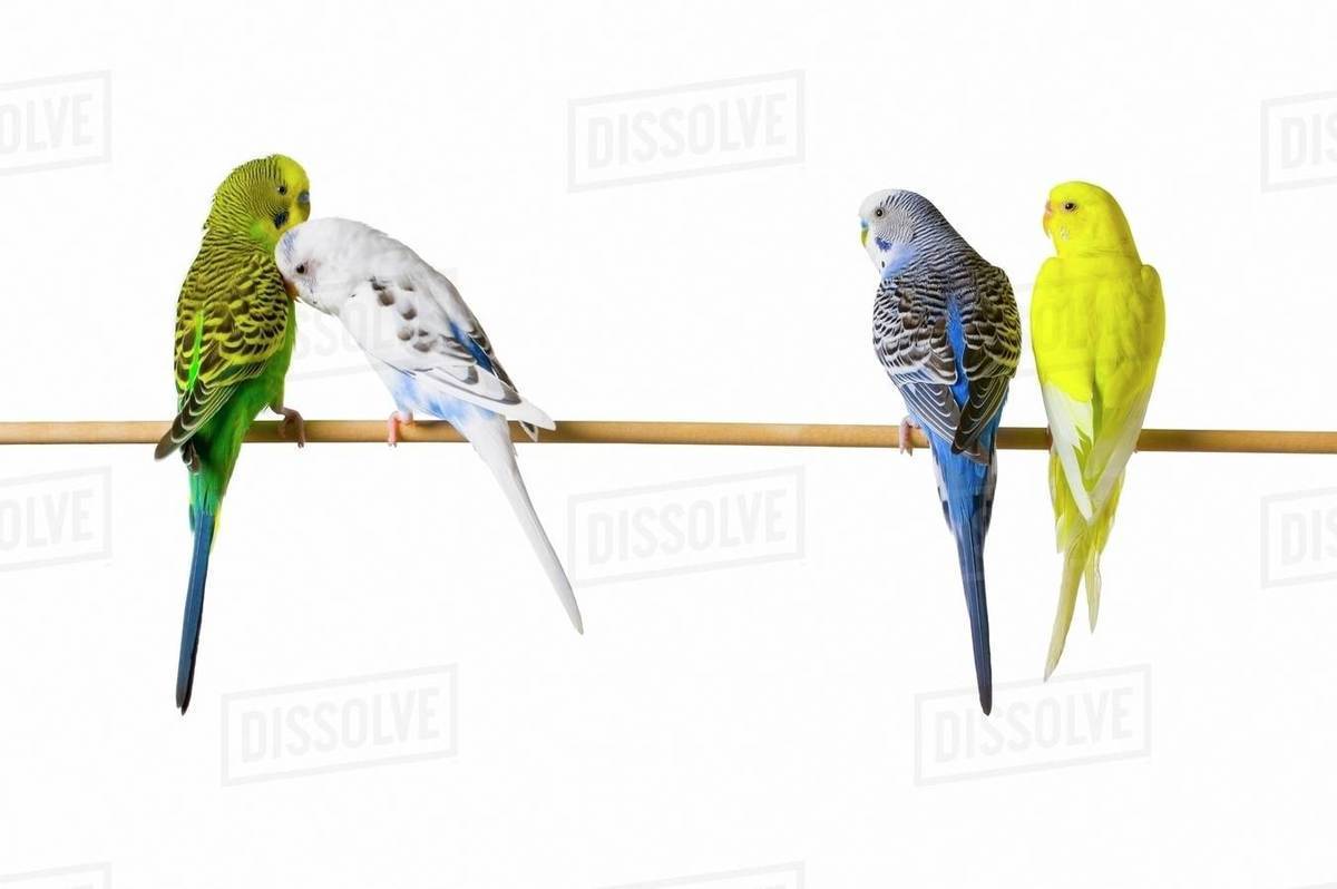 Budgie Birds On A Perch - Stock Photo - Dissolve