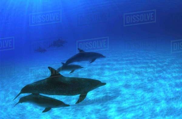 Atlantic Spotted Dolphins - Stock Photo - Dissolve