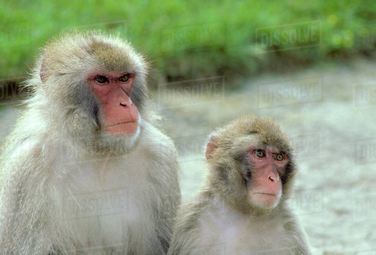 African Monkeys - Stock Photo - Dissolve