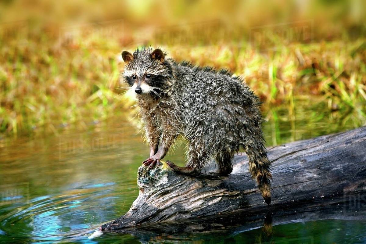 Raccoon After A Swim - Royalty-free Stock Photo | Dissolve