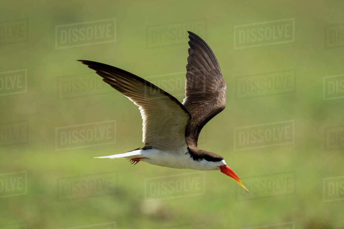 African skimmer (Rynchops flavirostris) flies over grass lifting wings ...