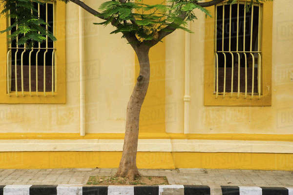 Tree against a yellow building in Pondicherry; Puducherry, Tamil Nadu ...