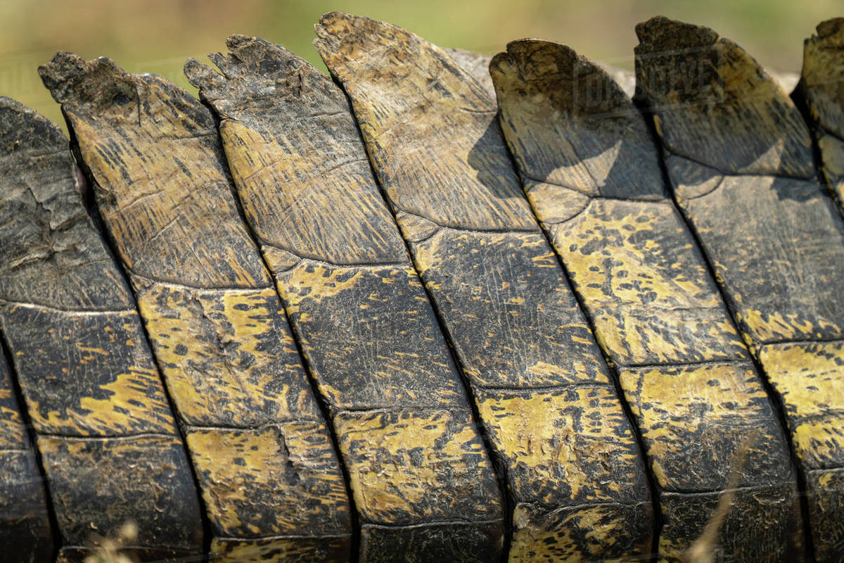 Close-up of Nile crocodile (Crocodylus niloticus) scales on tail, Chobe ...