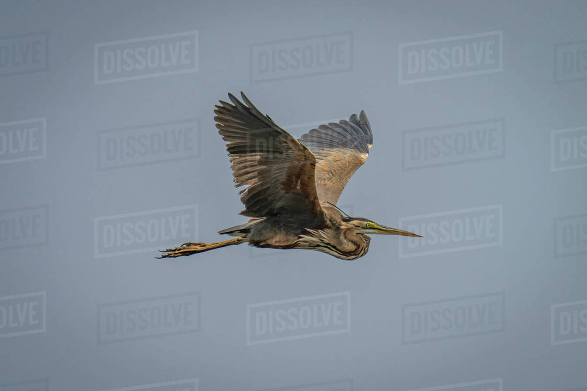 Goliath heron (Ardea goliath) flies through perfect blue sky in Chobe ...