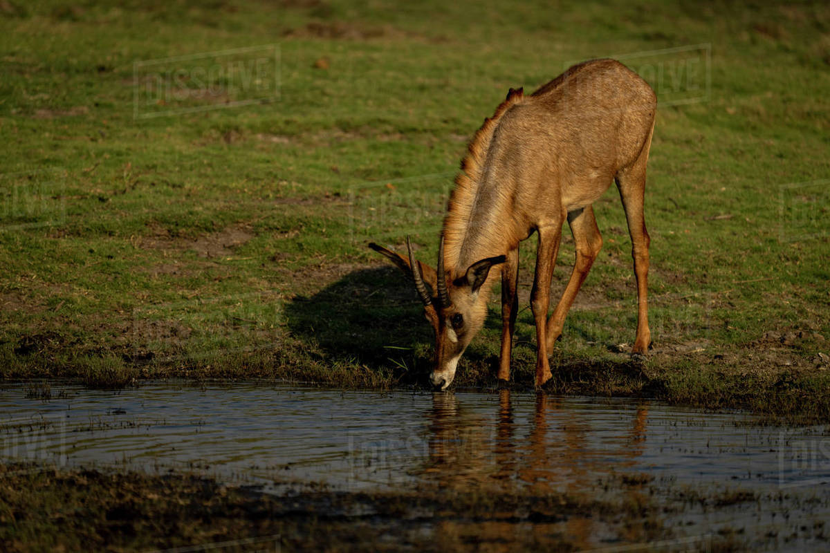 Roan antelope (Hippotragus equinus) stands drinking from shallow pool ...