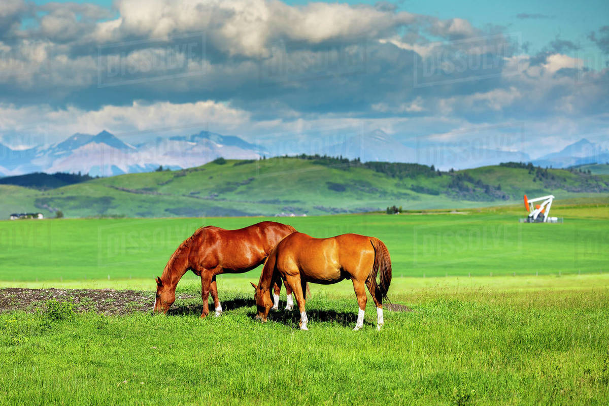 Two horses (Equus ferus caballus) grazing in a green field with a ...
