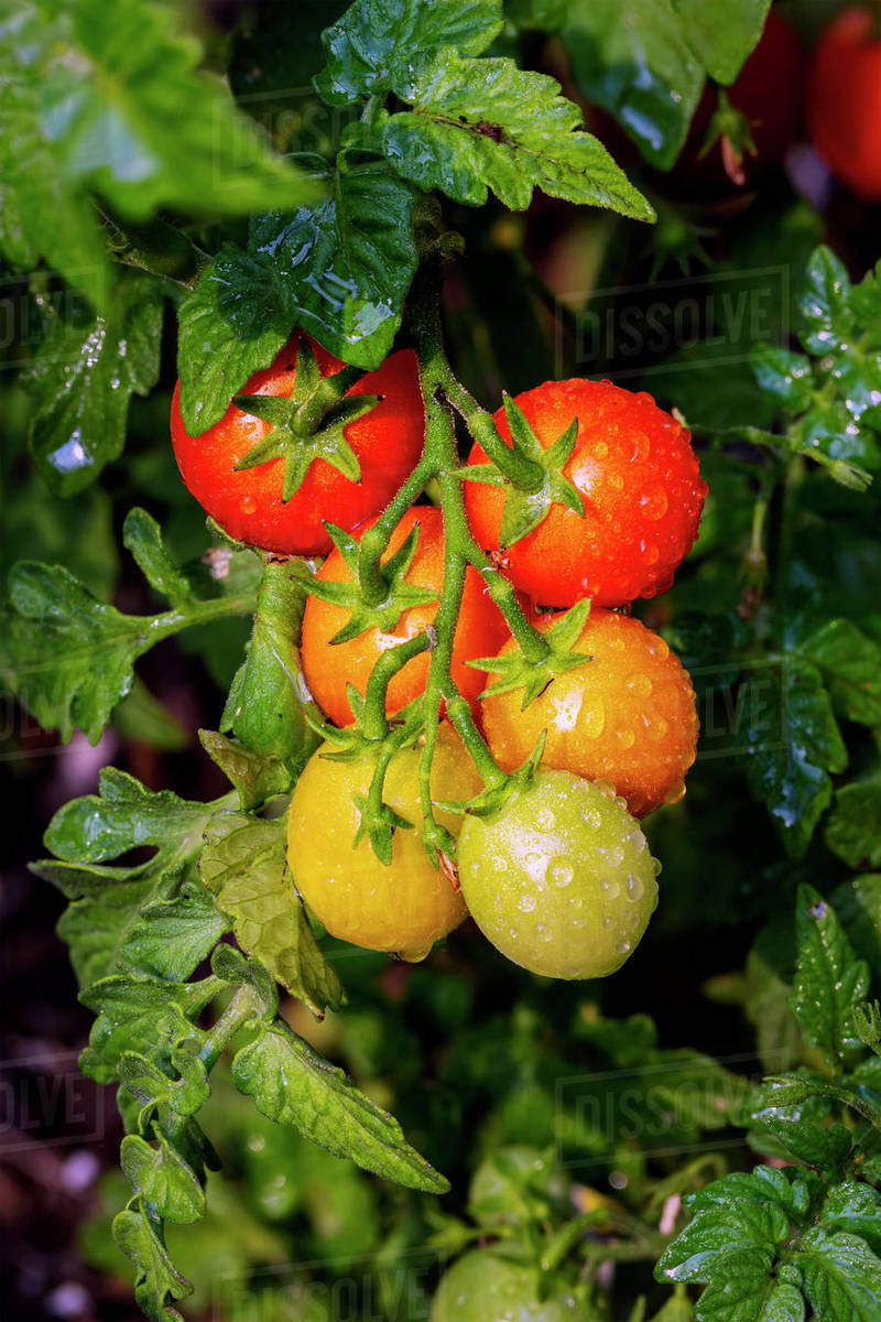 Close-up of an assortment of colour ripeness of cherry tomatoes on the ...