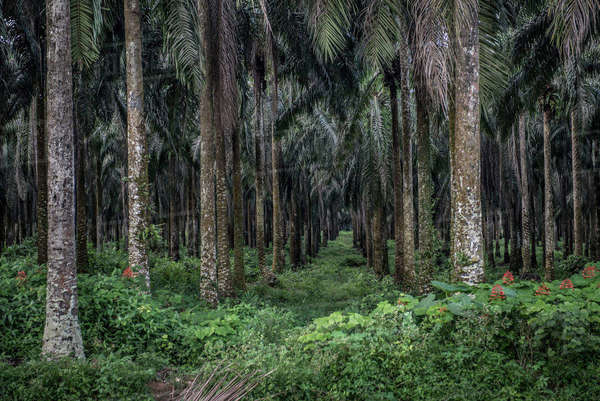 Palm oil plantation near Socapalm in Cameroon. Cameroon is the largest ...