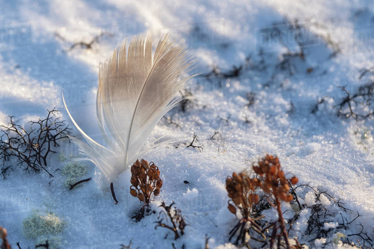Feather frozen into the snow;Churchill, Manitoba, Canada - Royalty-free ...
