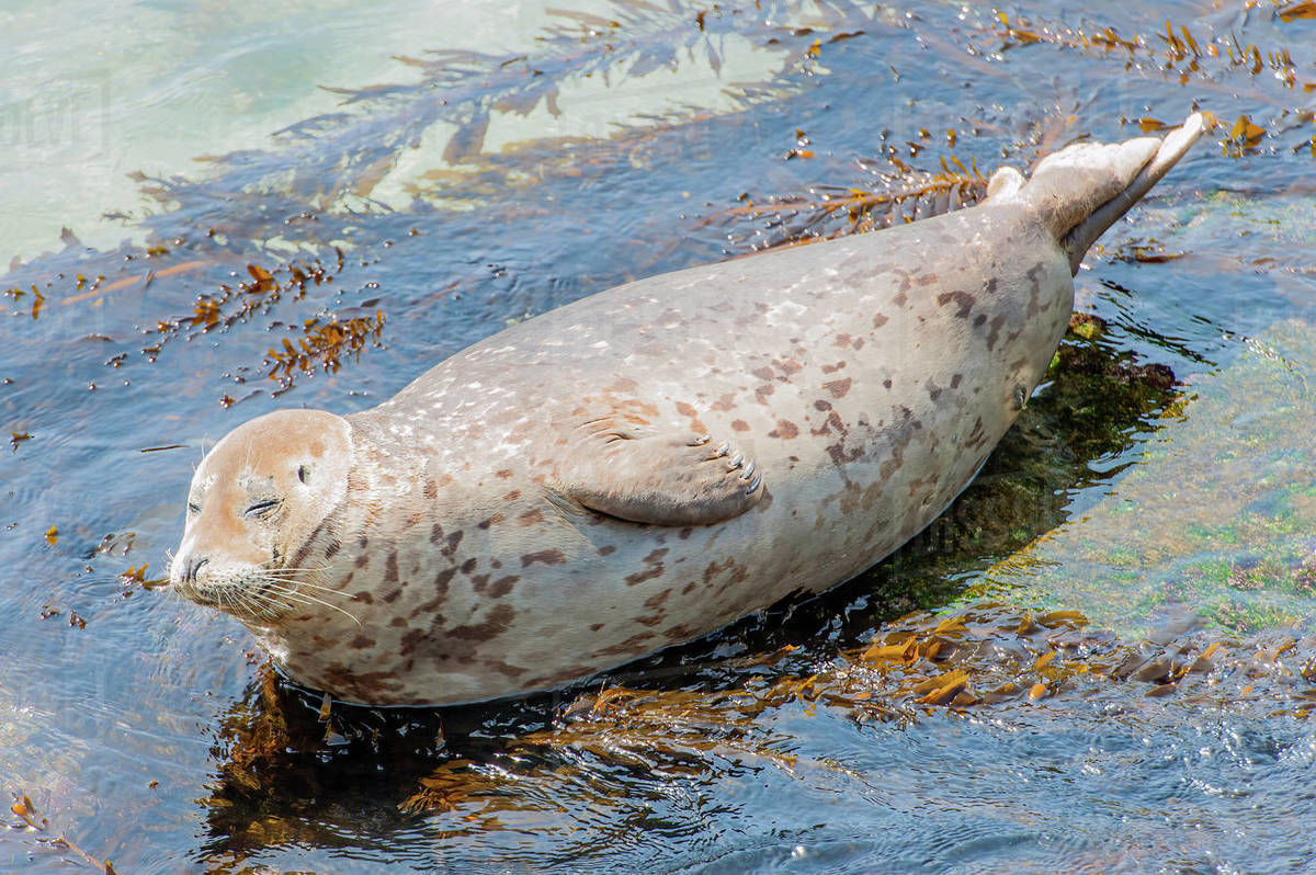 Portrait of a Harbor seal (Phoca vitulina) lying in shallow water on ...