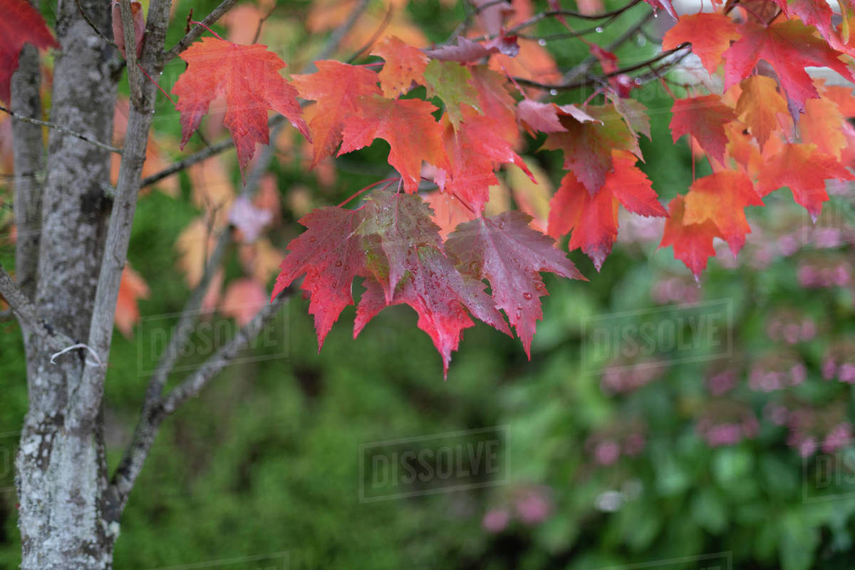 Close-up of maple leaves changing colour in autumn; North Vancouver ...