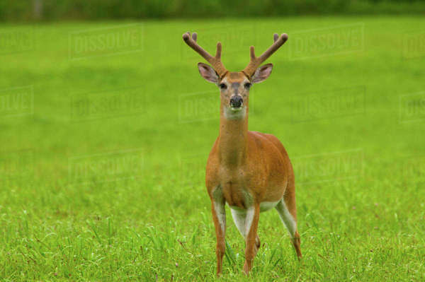 White-tailed deer (Odocoileus virginianus) in Cades Cove, Great Smoky ...