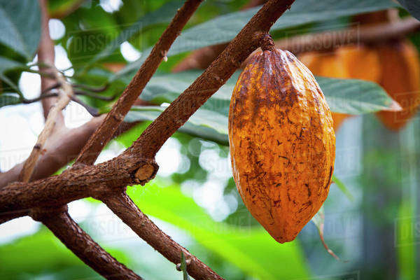 Cacao plant;Tropenhaus wolhusen switzerland - Royalty-free Stock Photo ...