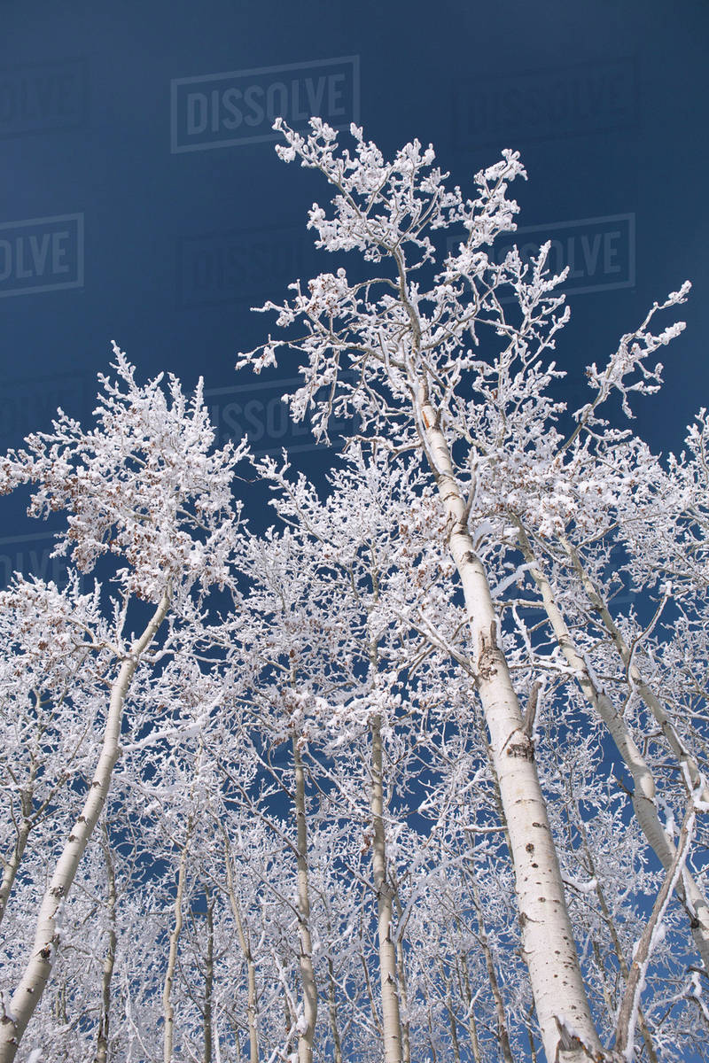 Frosted white birch trees and deep blue sky;Calgary Alberta Canada ...