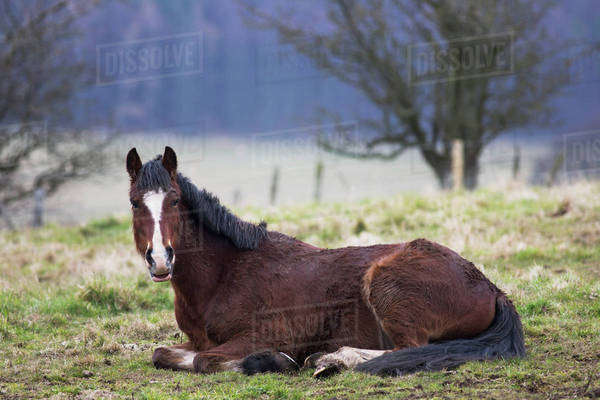 A horse laying down on the grass in a field;Northumberland England ...