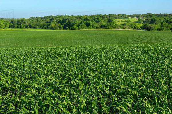 Agriculture - Large, rolling mid growth no-till grain corn field ...