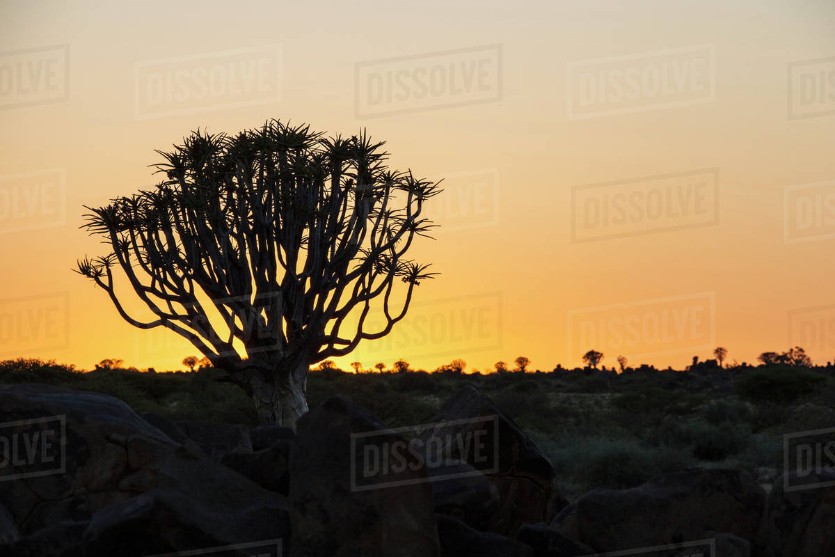 Silhouette of quiver trees at sunset;Namibia - Royalty-free Stock Photo ...