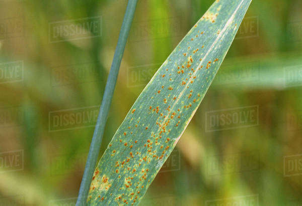 Agriculture - Crop damage, Leaf rust pustules on wheat flag leaf ...