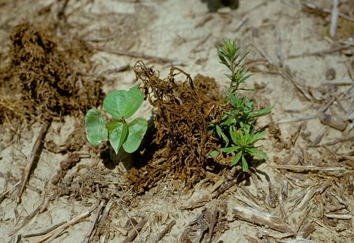 Agriculture - Weeds, glyphosate-resistant Horseweed (Conyza canadensis ...