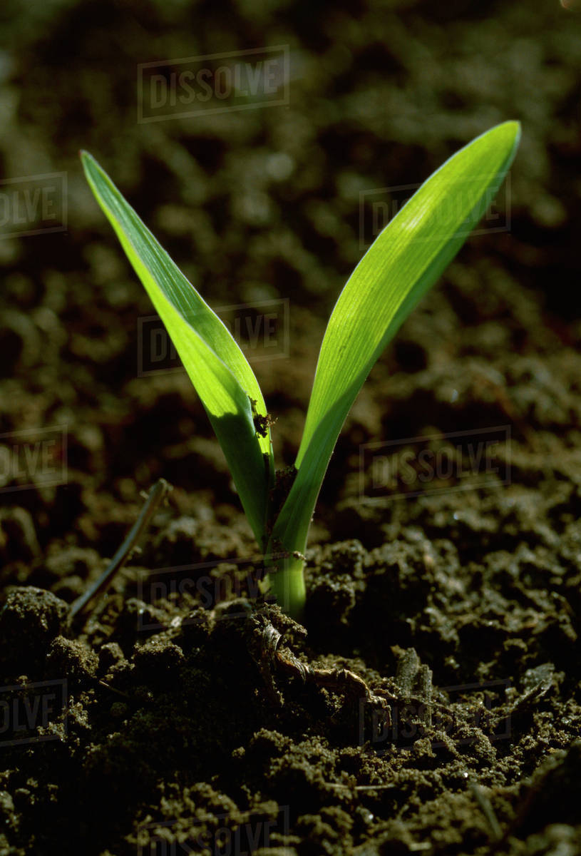Agriculture - Closeup of a grain corn seedling in a conventionally ...