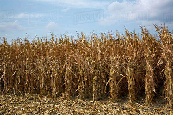 Agriculture - Mature stand of grain corn at harvest stage / Missouri ...