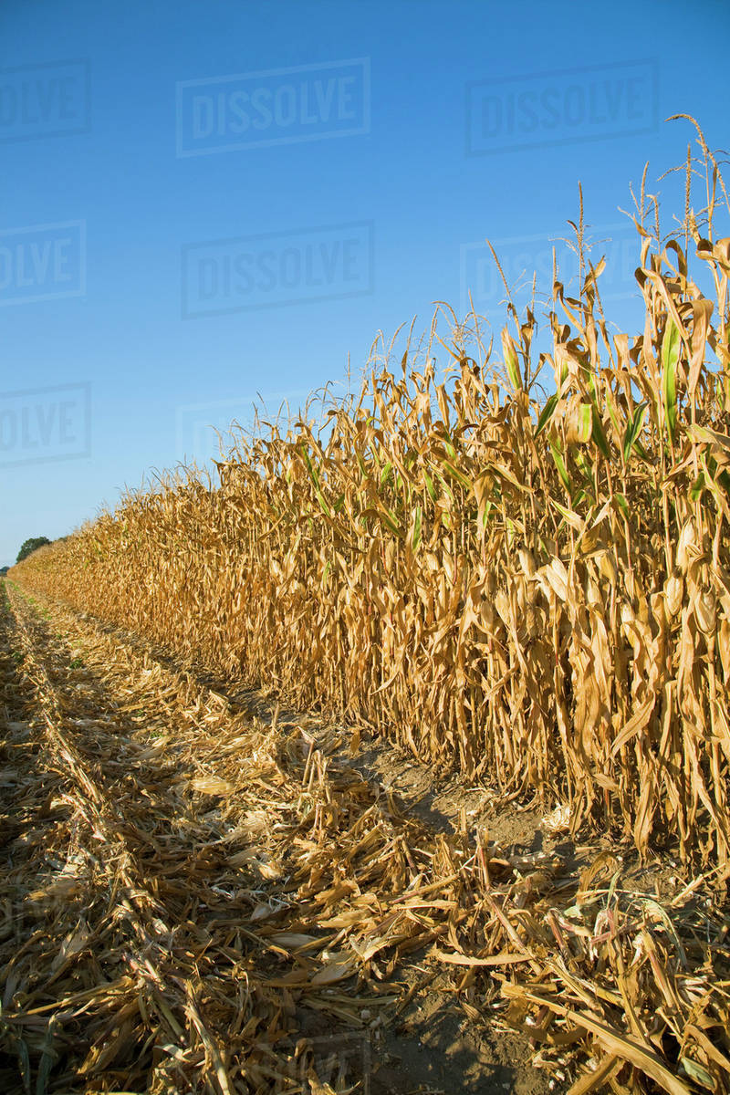 Agriculture - Mature stand of grain corn at harvest stage / Southeast ...