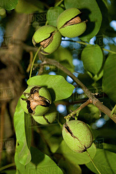 Agriculture - Mature walnuts on the tree with cracked husks, ready for ...
