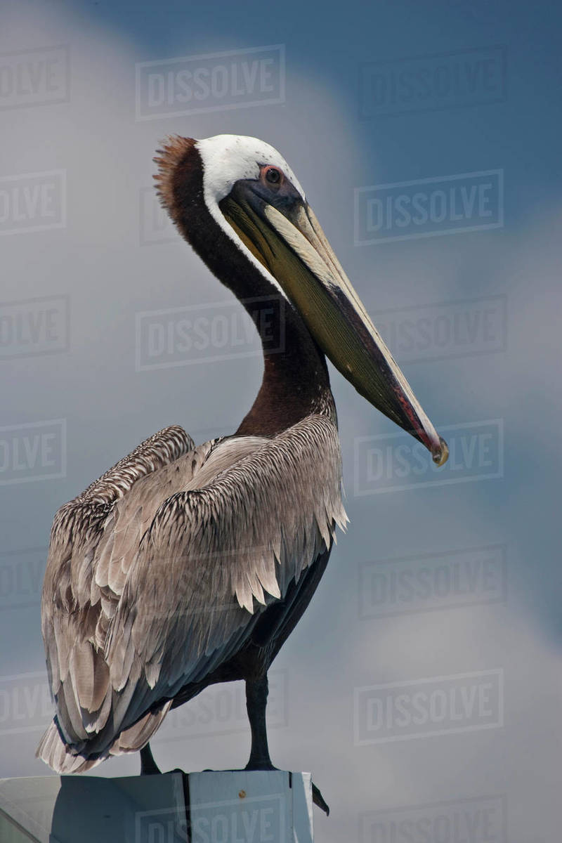 Portrait of a Brown pelican (Pelecanus occidentalis); Turneffe Island, Belize - Stock Photo ...