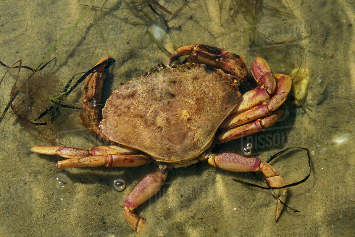 Crab rests on the sandy bottom in clear shallow water along Great ...